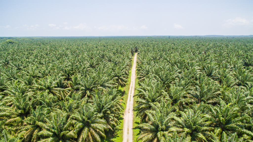 Perkebunan Kelapa Sawit Dan Manfaat Ekologisnya Aprobi