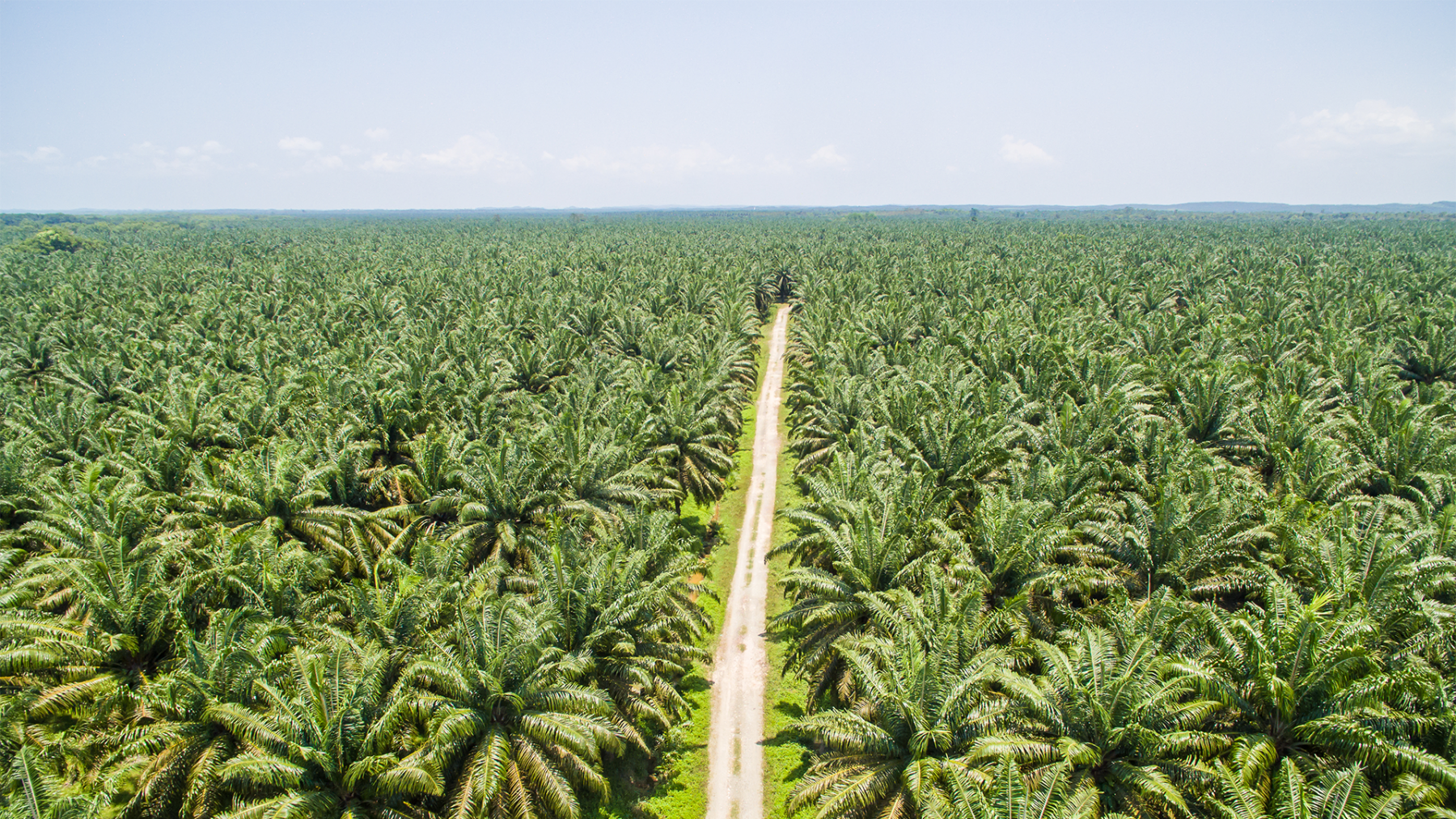 Palm Oil Trees Plantation Ecological Benefits - APROBI